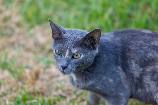 Close-up portrait of black cat by Seif Ibrahim / 500px