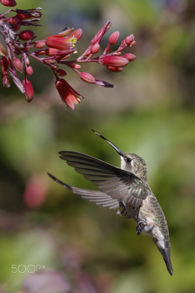 Black-chinned Hummingbird by Frank Dobrushken / 500px