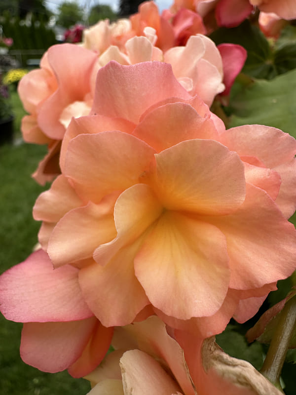 Begonias 2024 by Mary Green Kerr / 500px