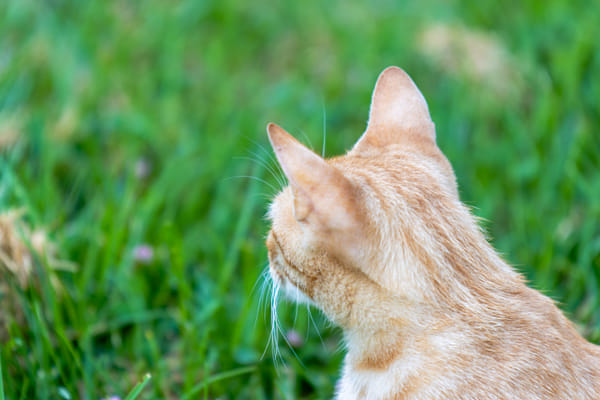 Close-up of cat on grass by Seif Ibrahim / 500px