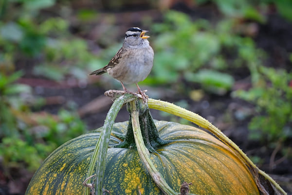 Large niltava female by Khoi Tran Duc / 500px