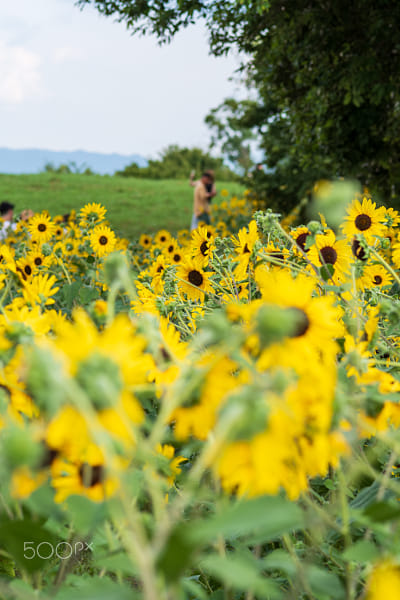 Golden Sunflower Field in Bloom by Kazutaka / 500px