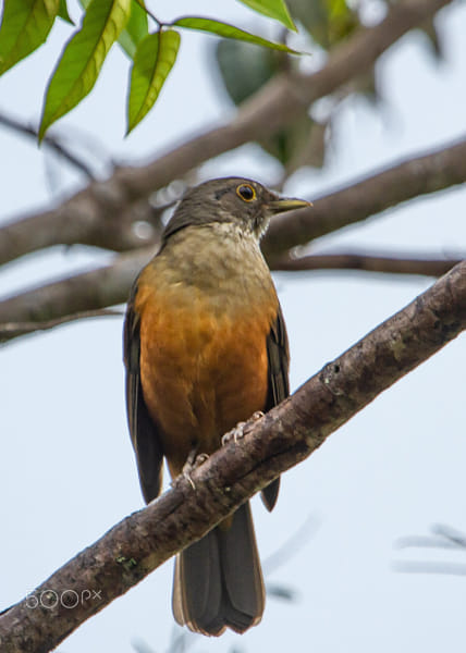 Rufous-bellied Thrush (Turdus rufiventris) by Marcia Bessa / 500px
