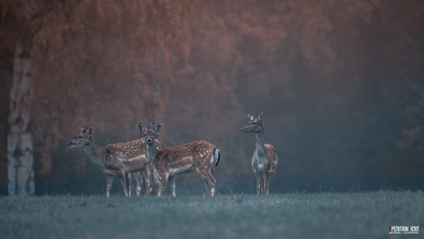 FALLOW DEER AT DAWN by Michael J. Kochniss / 500px