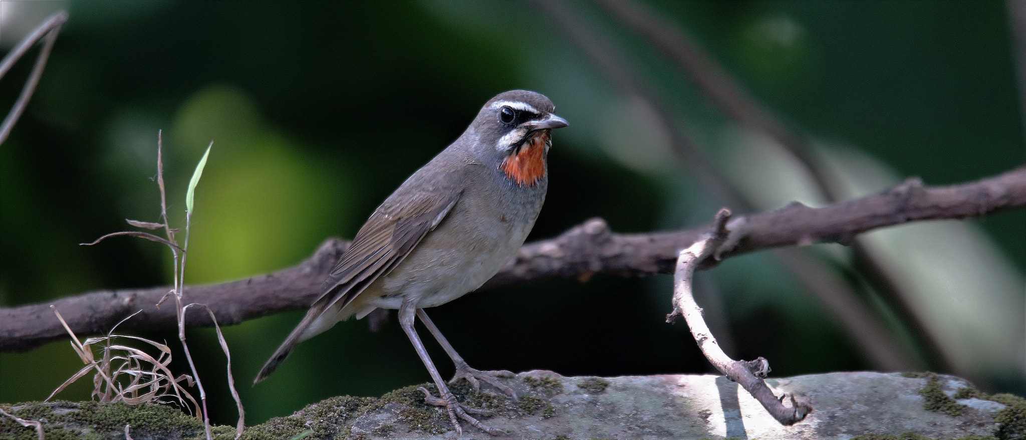 Siberian rubythroat by Khoi Tran Duc / 500px