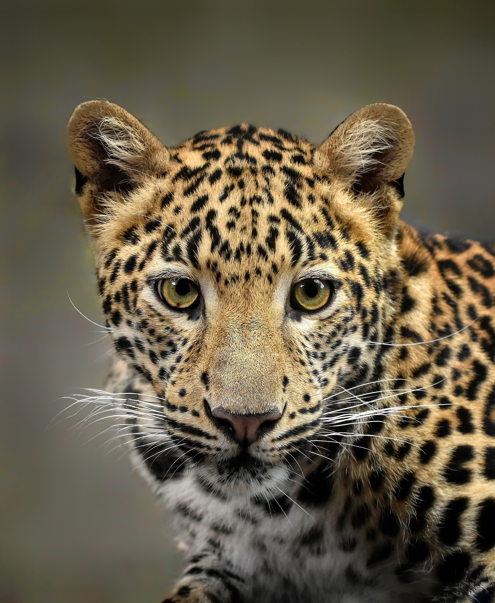 Levhart skvrnitý by Anna Valova / 500px