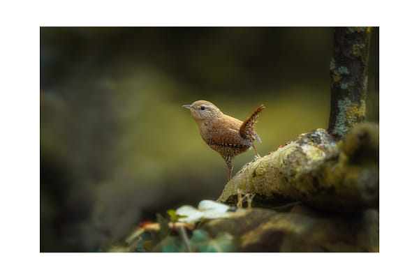 Small Wren Bird Perched on a Branch | nature photo by Jürgen Lange | 500px