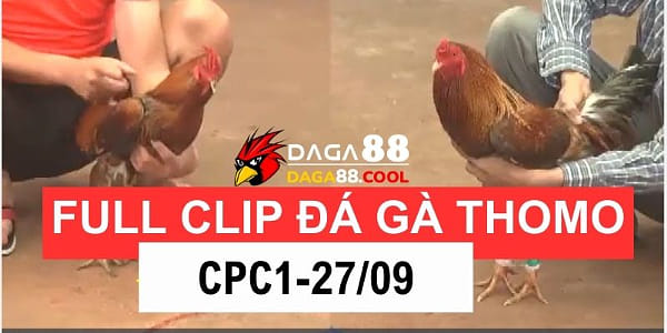 Full Clip Đá Gà CPC1 Thomo Campuchia 27/09/2024 – Phân Tích Chi Tiết by daga88 cool / 500px
