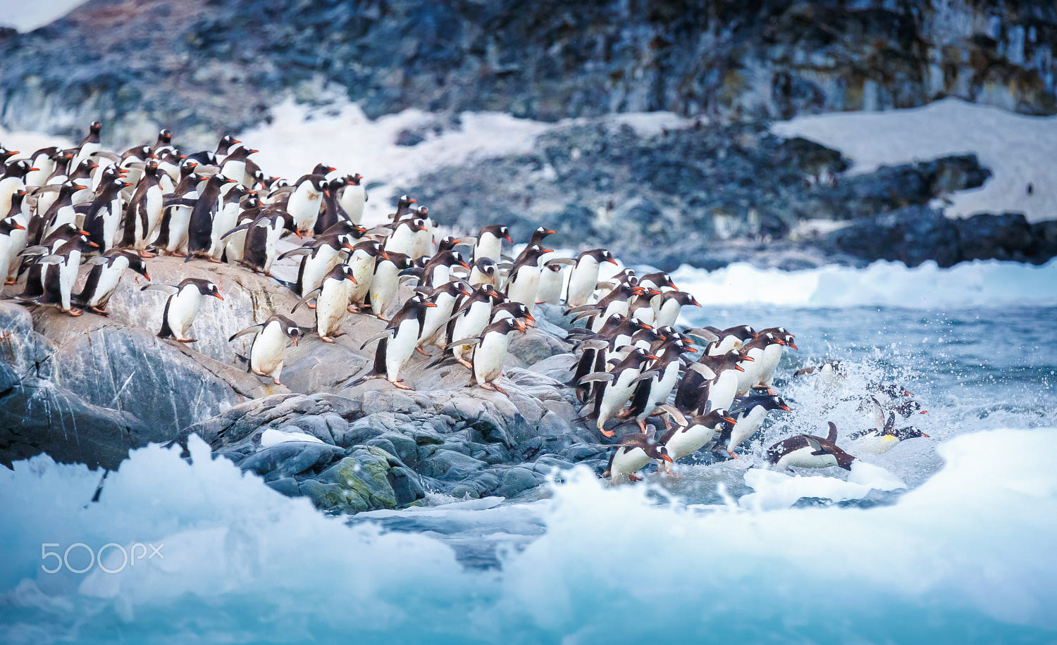 Ice Swimmers by David Merron / 500px