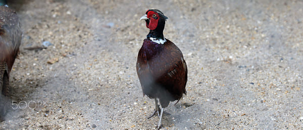 Large niltava female by Khoi Tran Duc / 500px