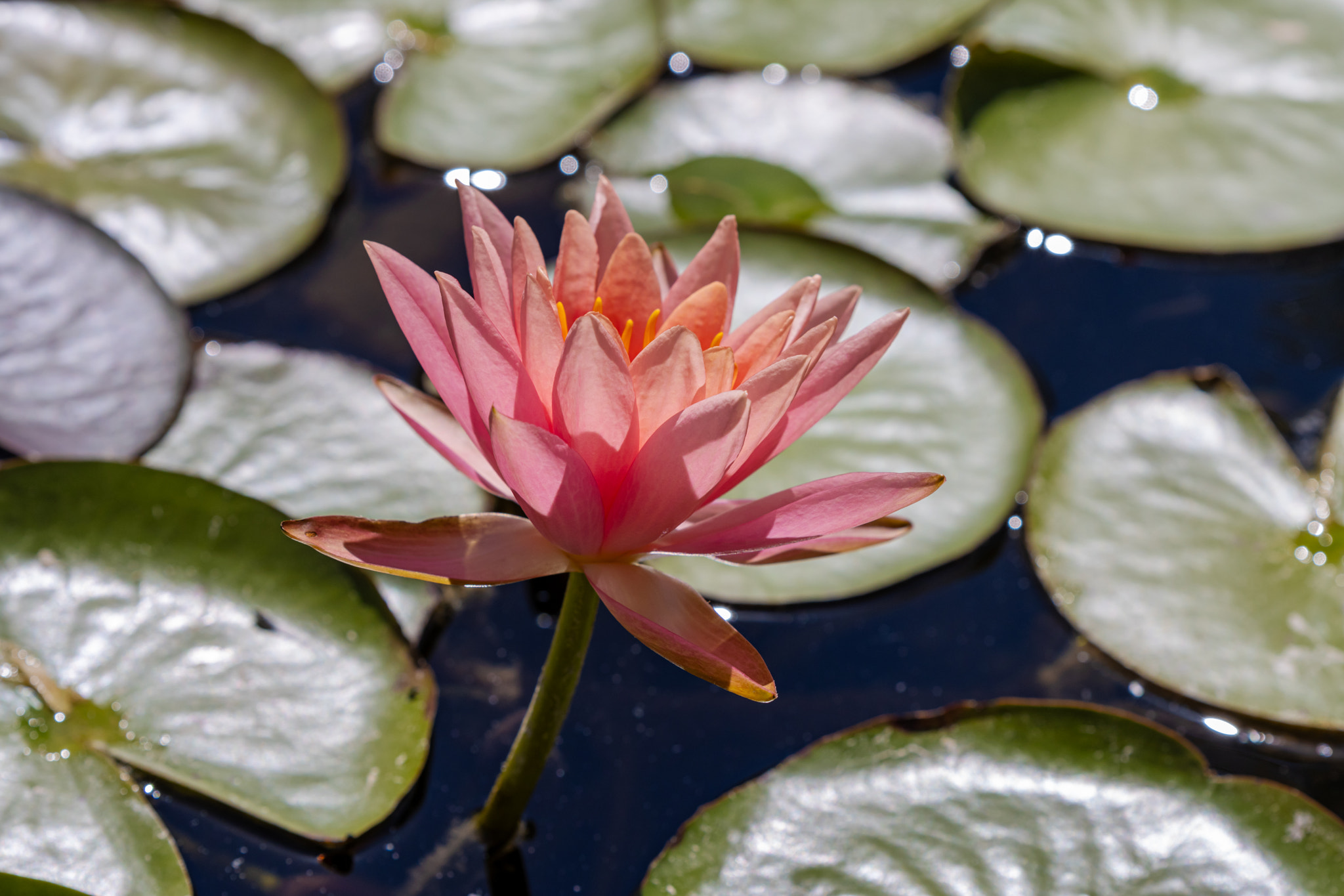 Close-up of lotus water lily in lake by Seif Ibrahim / 500px