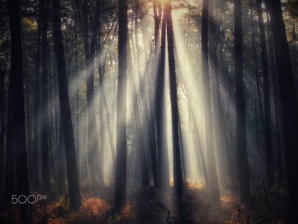 Sadly enough... by Karl Irle / 500px