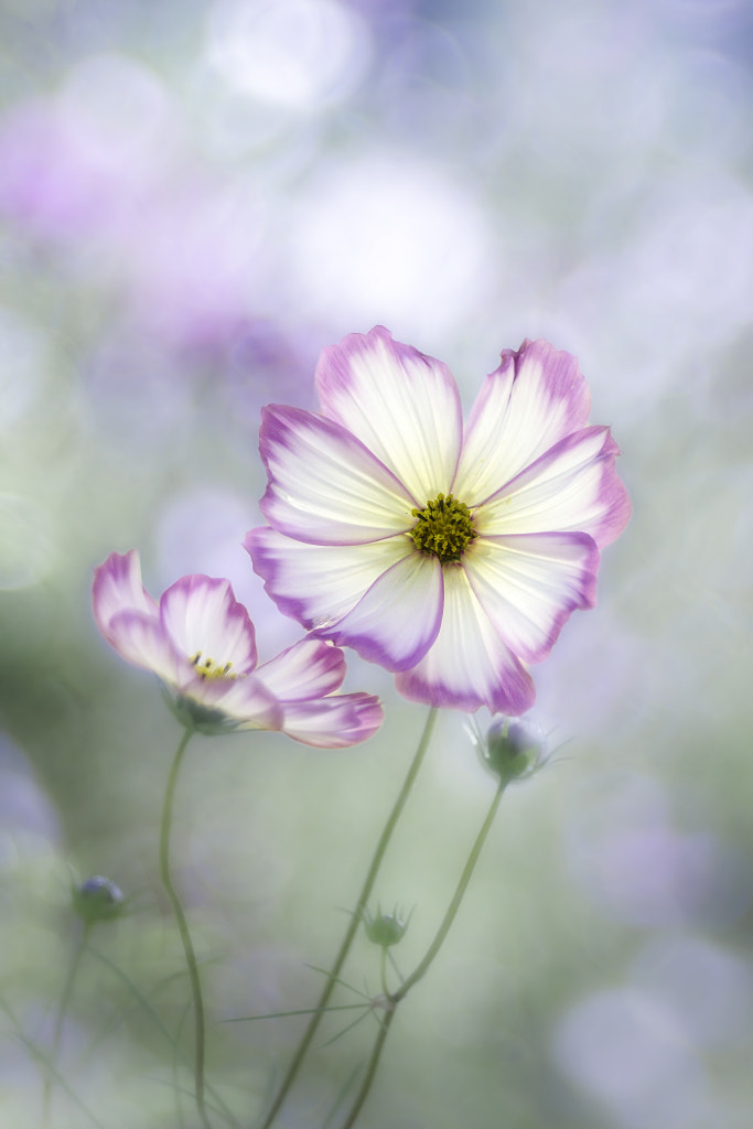 Delicate Cosmos Flowers with Soft Purple Edges | nature photo by selavi ...