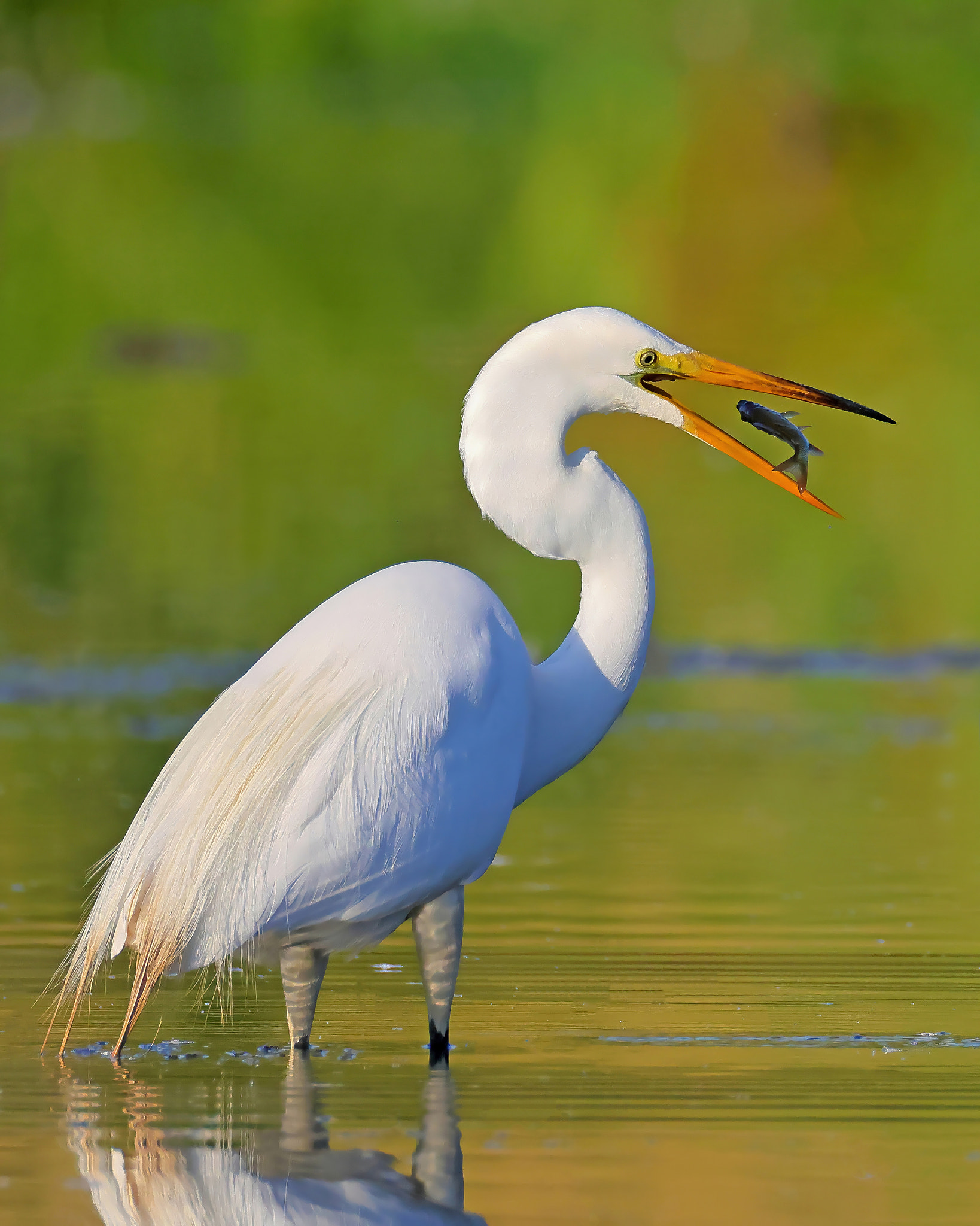 Great Egret by John L / 500px