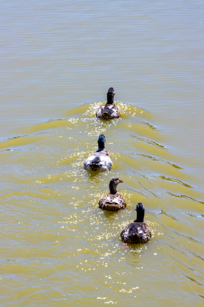 High angle view of ducks swimming on lake by Seif Ibrahim / 500px