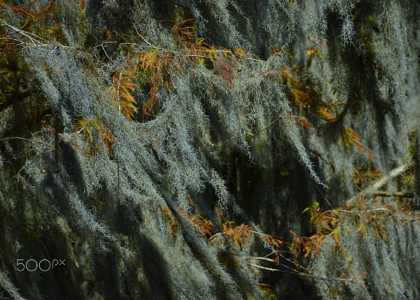 October spirit by Joelle Ferguson / 500px