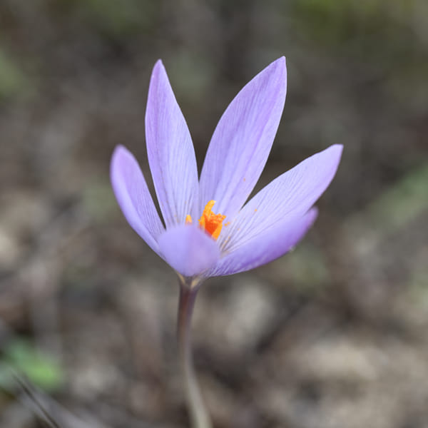 Crocus serotinus by Natalie / 500px