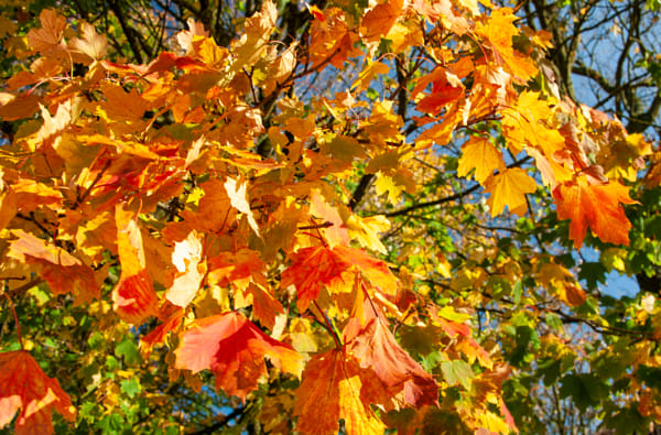Low angle view of maple tree by Gerry Mechan | 500px