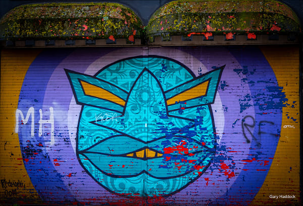 Who dat cat?! by garyhaddock | 500px