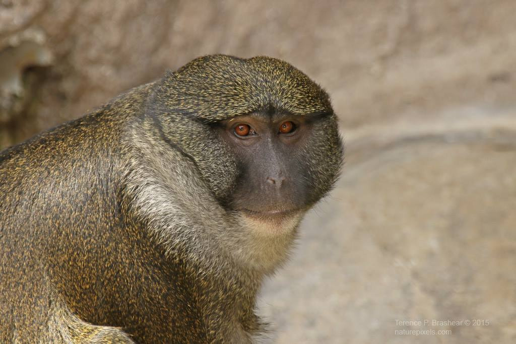 Allen's Swamp Monkey by Terence P. Brashear naturepixels.com / 500px
