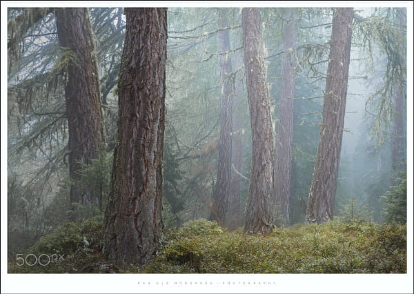 Bearded trees by Dag Ole Nordhaug / 500px