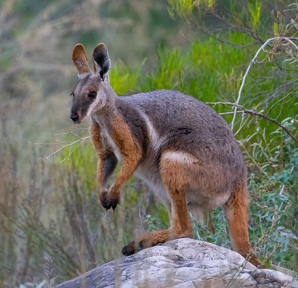 The endangered Yellow-footed Rock Wallaby in natural environment.... by ...