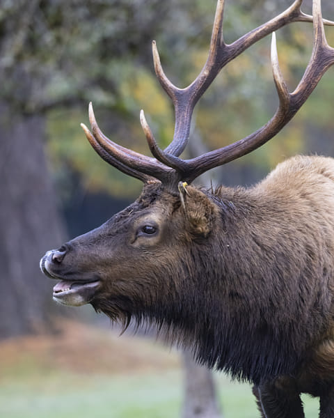 Roosevelt elk by Rick Little | 500px