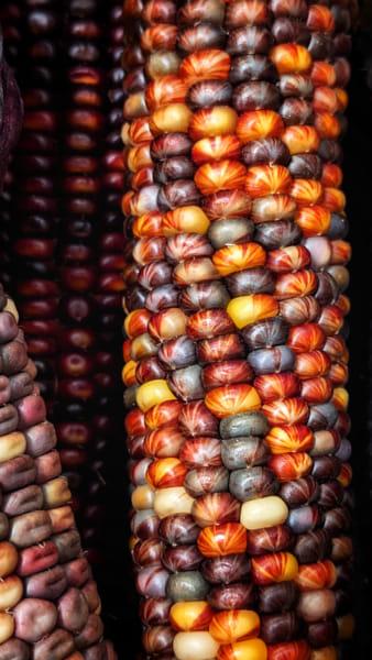Rainbow Corn by Enrique Serrano / 500px