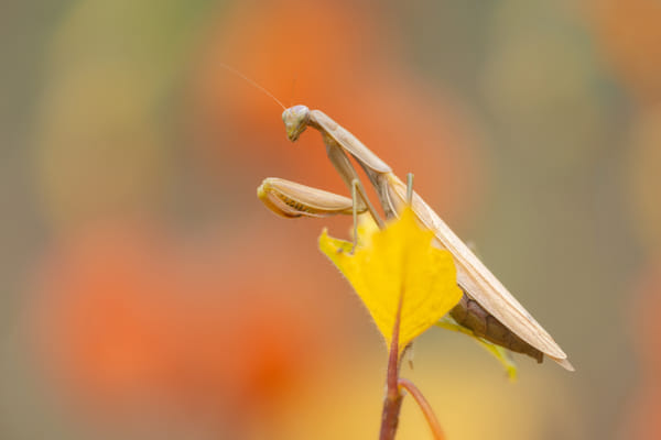Praying mantis in autumn colors by J-Paul Gauer / 500px