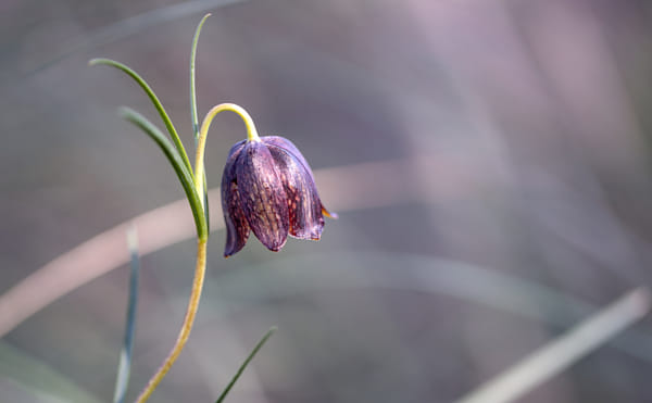 Fritillaria stenophylla Boiss. & Reut. by Natalie / 500px