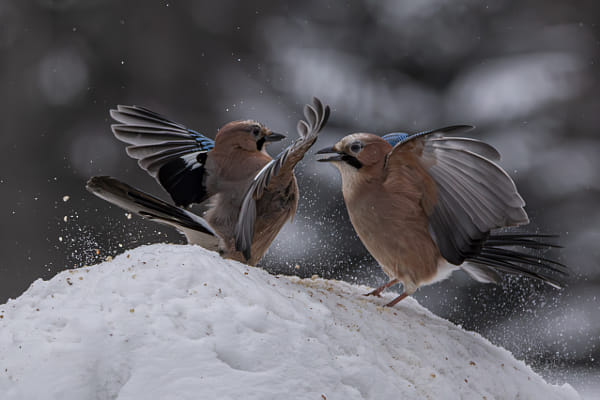 Närhi. Eurasian Jay, Gaai by Jan van der Hooft / 500px
