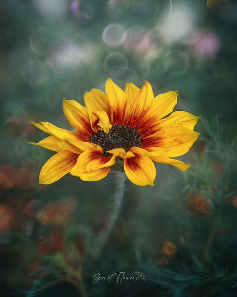 With love for detail and photography , Secret Flowers 🫶 by ꧁☆ Secret ...