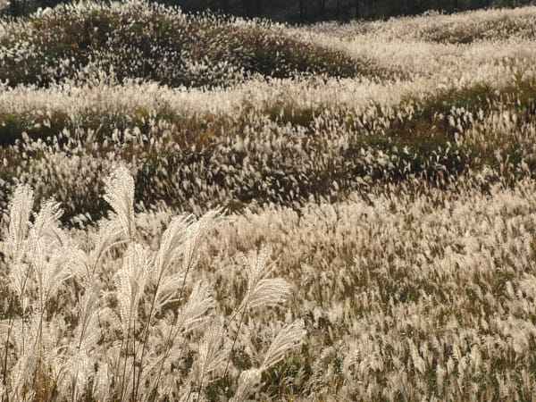 The fields of Japanese silver grass by 明子 甲村 / 500px