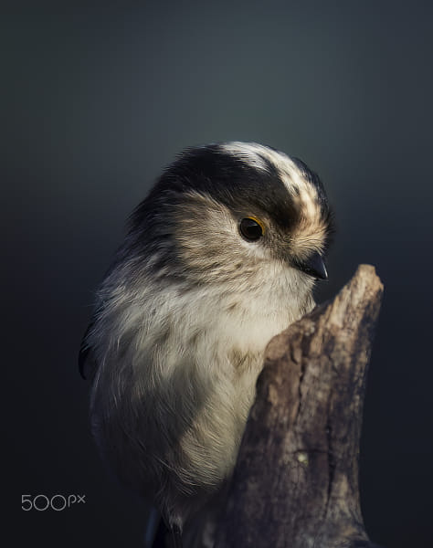 Codibugnolo 8.0 by Gerlando Montante / 500px
