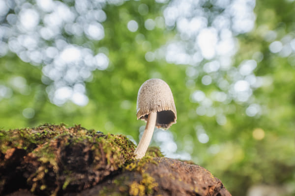 Close-up of mushroom growing on tree trunk by Noureddine Belfethi / 500px