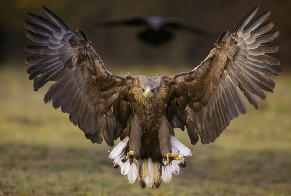 Landing example by Victor Carpentier / 500px