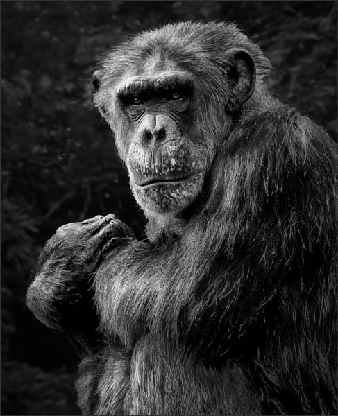 Great Ape by Brian Masters | 500px