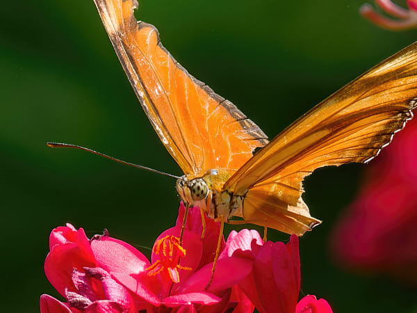 Clipped Wings by Daniel Chan / 500px