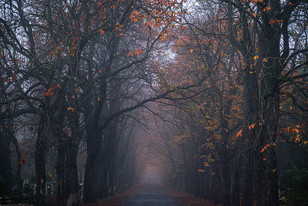 Silence by Katalin Bán / 500px