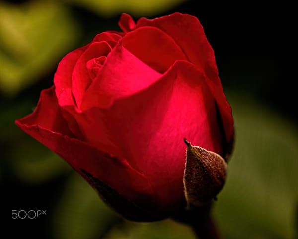 Fresh Rose in the Garden 1112 by Thomas Jerger / 500px