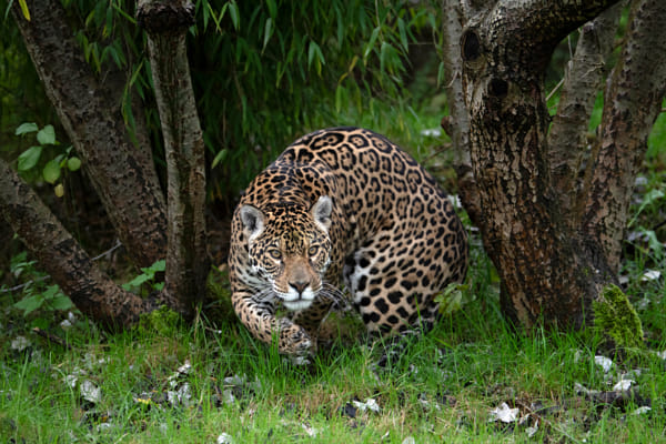 Side view of jaguar standing by trees by Colin Langford / 500px