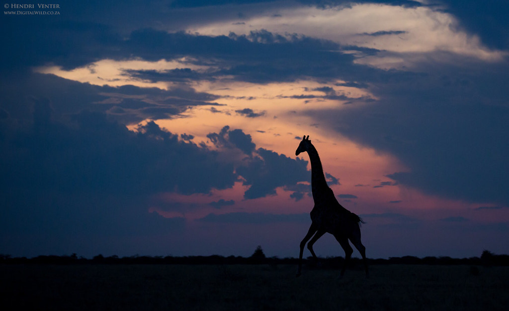 Africa by Hendri Venter / 500px