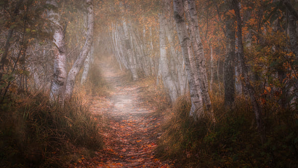 Foggy Walking Path by Randy Wayman | 500px