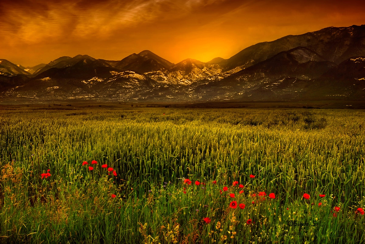 Poppies lit by light by Silvia S. / 500px
