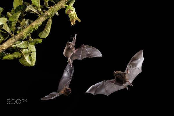 Orange Nectar Bats by Frank Dobrushken / 500px