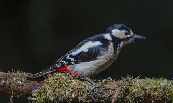 Grote bonte specht by Jan van der Hooft / 500px