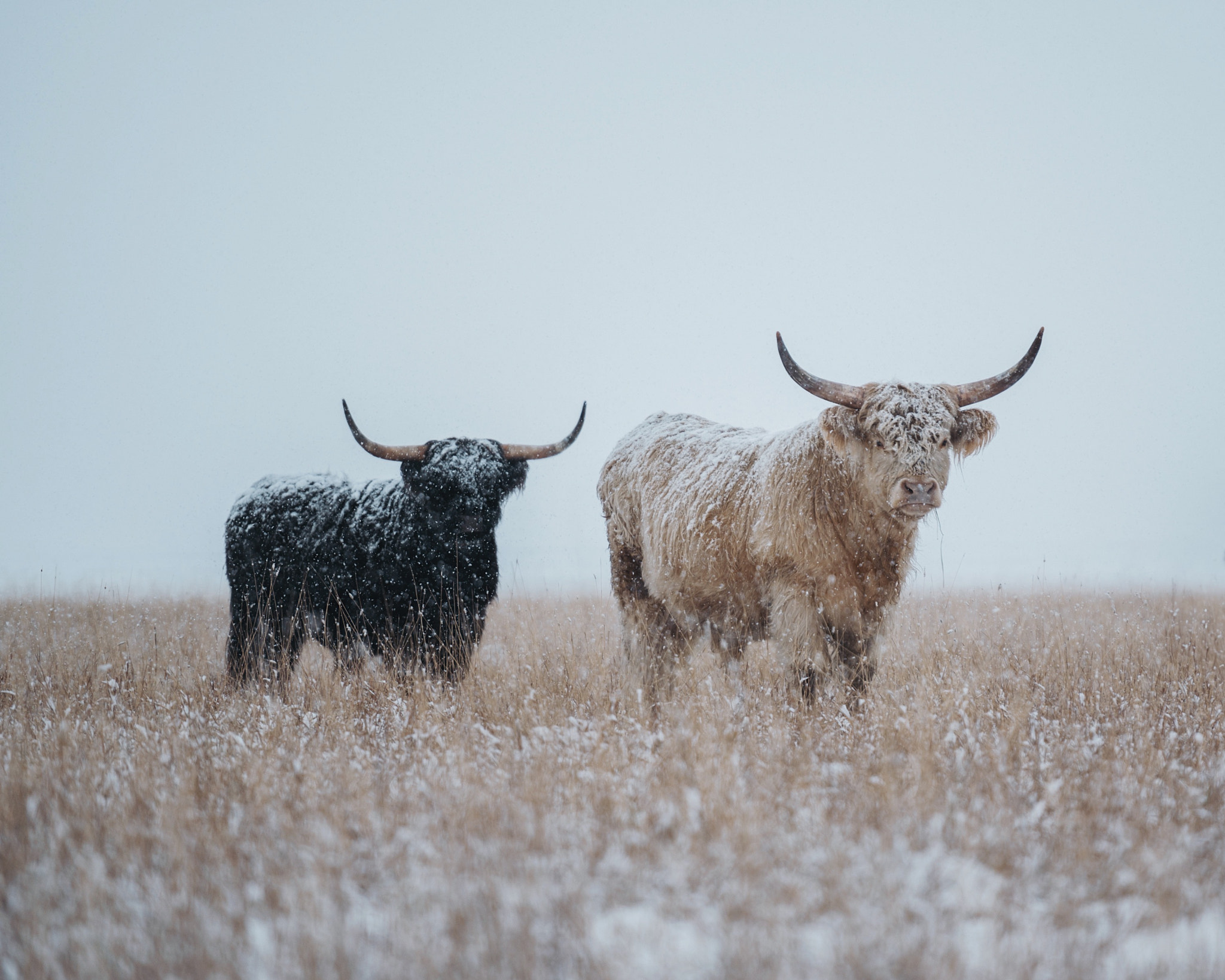 Highland cows in Wallowa County. by Tanner Wendell Stewart / 500px