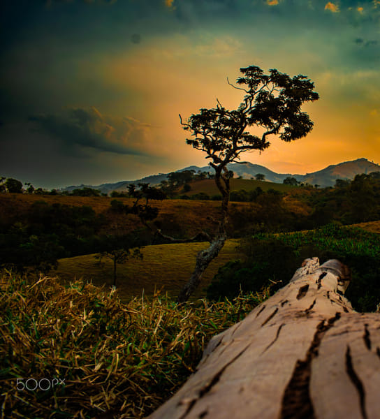 Árvore by Ednar Fotografias / 500px