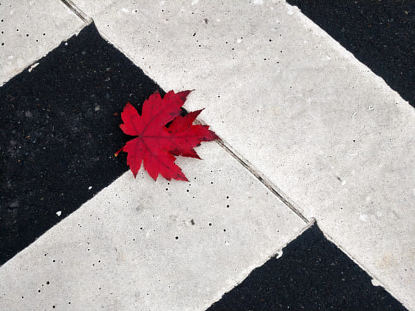 Red Leaf Abstract by Rose Ungvari | 500px