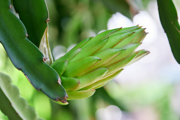 Young Dragon Fruit Growing on Vine by Anucha Muphasa | 500px